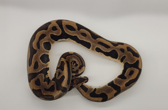 Leopard Puzzle - Proven Breeder Ball Python by CF Snakes