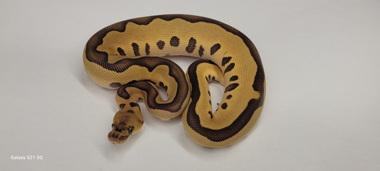 Wookie Leopard Clown Ball Python by CF Snakes