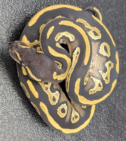 BH Mystic Het Clown Ball Python by CF Snakes