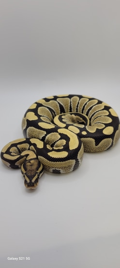 Desert Ghost Het VPI Axanthic Ball Python by CF Snakes