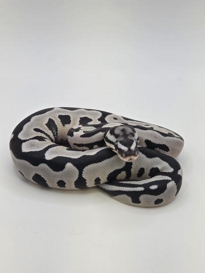 Leopard VPI Axanthic DG Het Clown Ball Python by CF Snakes