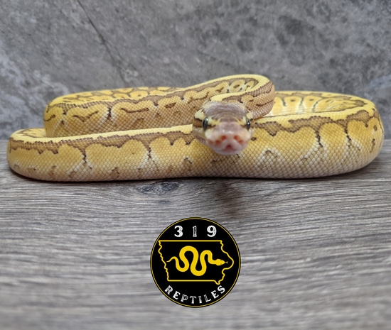 Pastel Lesser Pinstripe Ball Python by 319 Reptiles