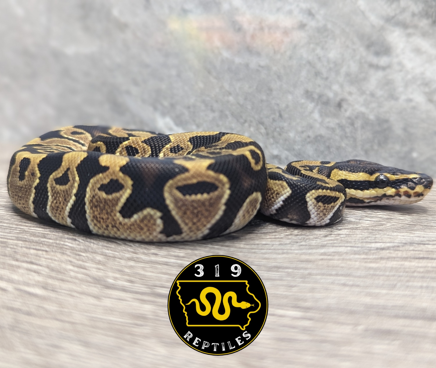 Double Het Clown Pied Ball Python by 319 Reptiles - MorphMarket