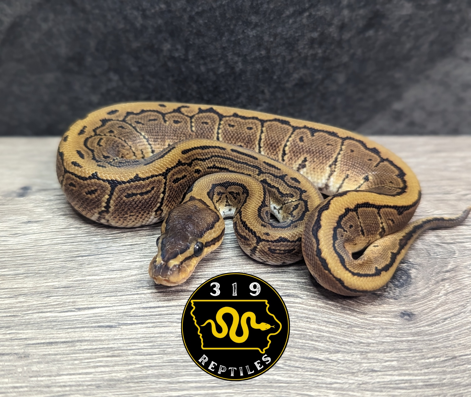 Pinstripe Pos Het Pied Ball Python by 319 Reptiles - MorphMarket