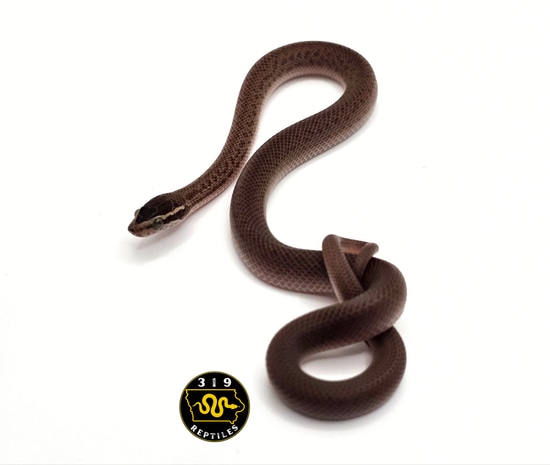 KZN Red 66% Het T+ Albino House Snake by 319 Reptiles
