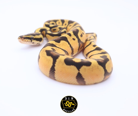 Cantaloupe Yellow Belly Pastel Enchi Ball Python by 319 Reptiles