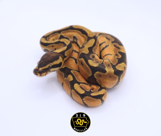 Cantaloupe Yellow Belly Pastel Ball Python by 319 Reptiles