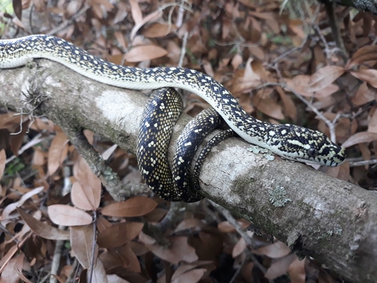 Diamond $850 Shipped Diamond Carpet Python by CF Exotics LLC.