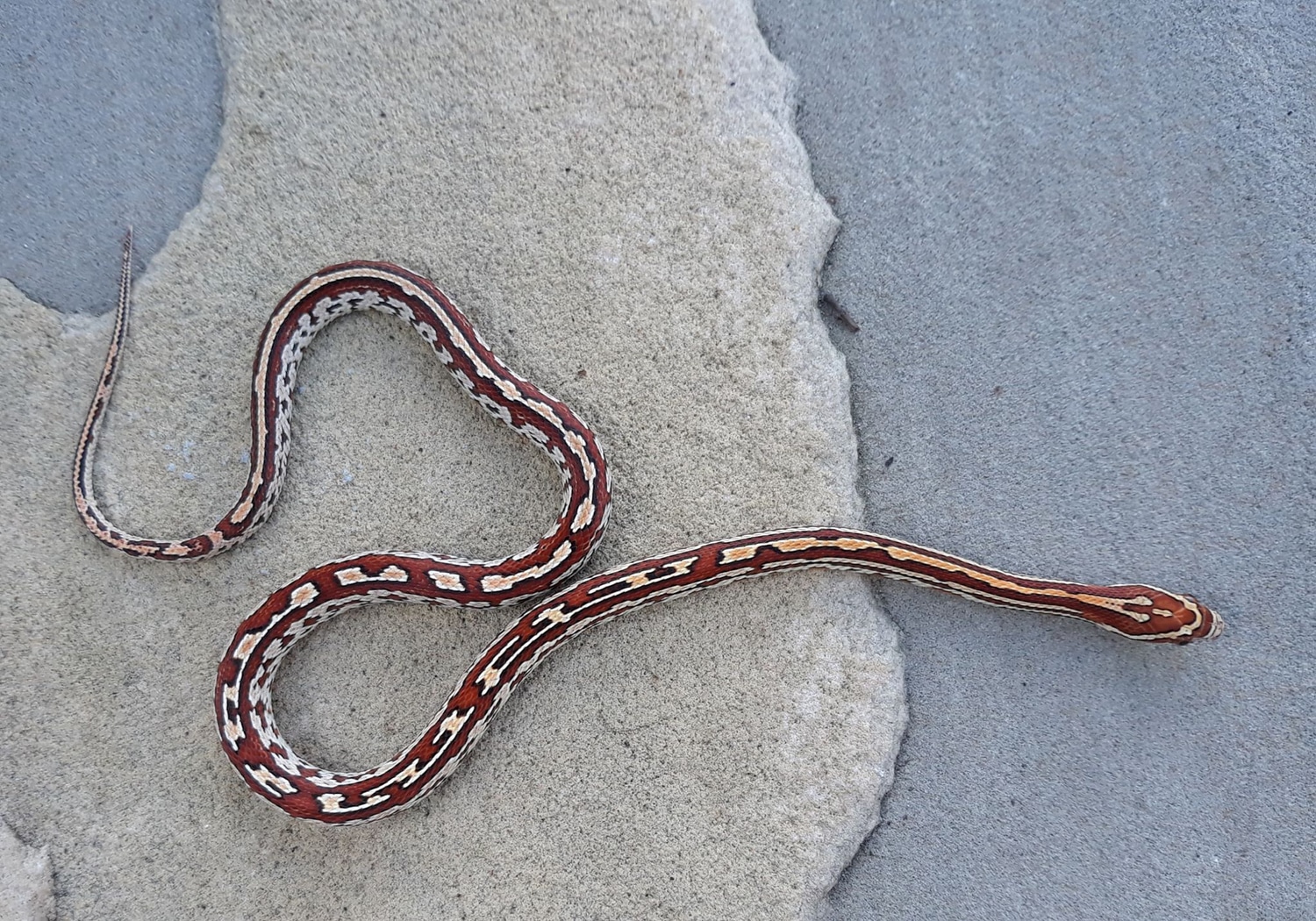 Tessera Het Amel Okeetee Corn Snake by CF Exotics LLC. - MorphMarket