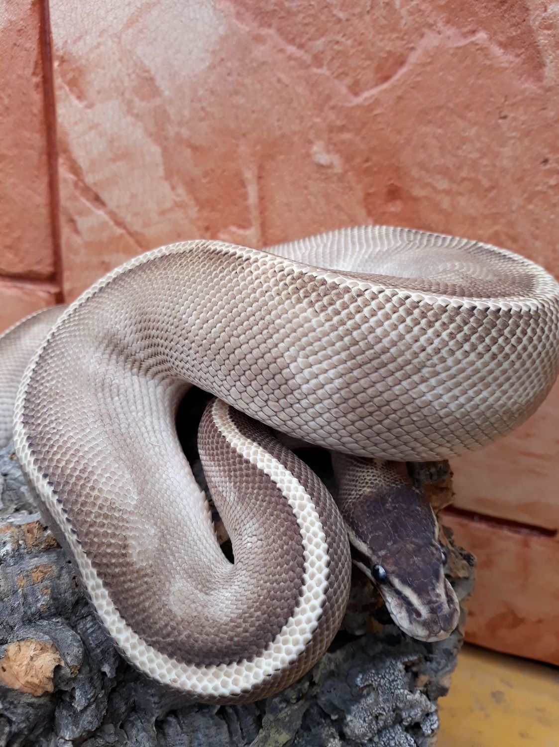 Mystic Potion Ball Python by CF Exotics LLC. - MorphMarket