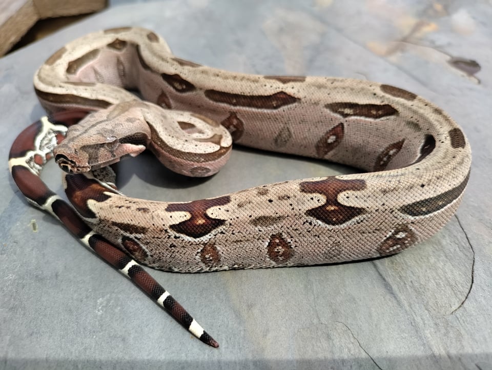 Aberrant Suriname FLRT True Red-tailed Boa Constrictor by CF Exotics ...