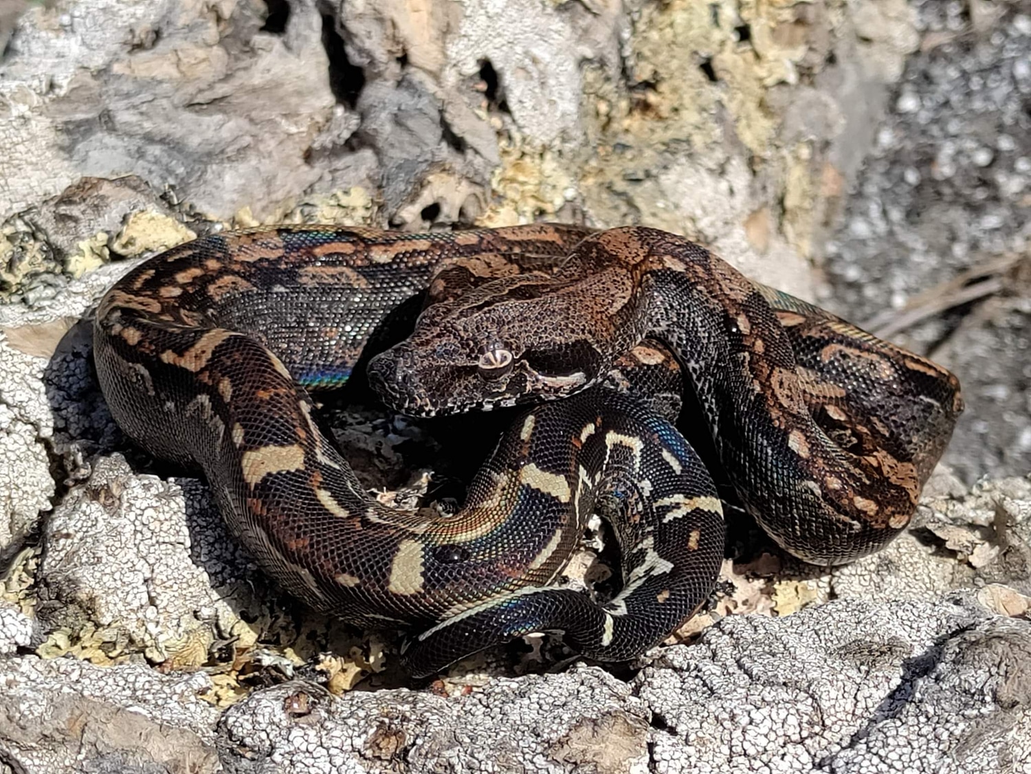IMG Aztec Boa Constrictor by CF Exotics LLC. - MorphMarket