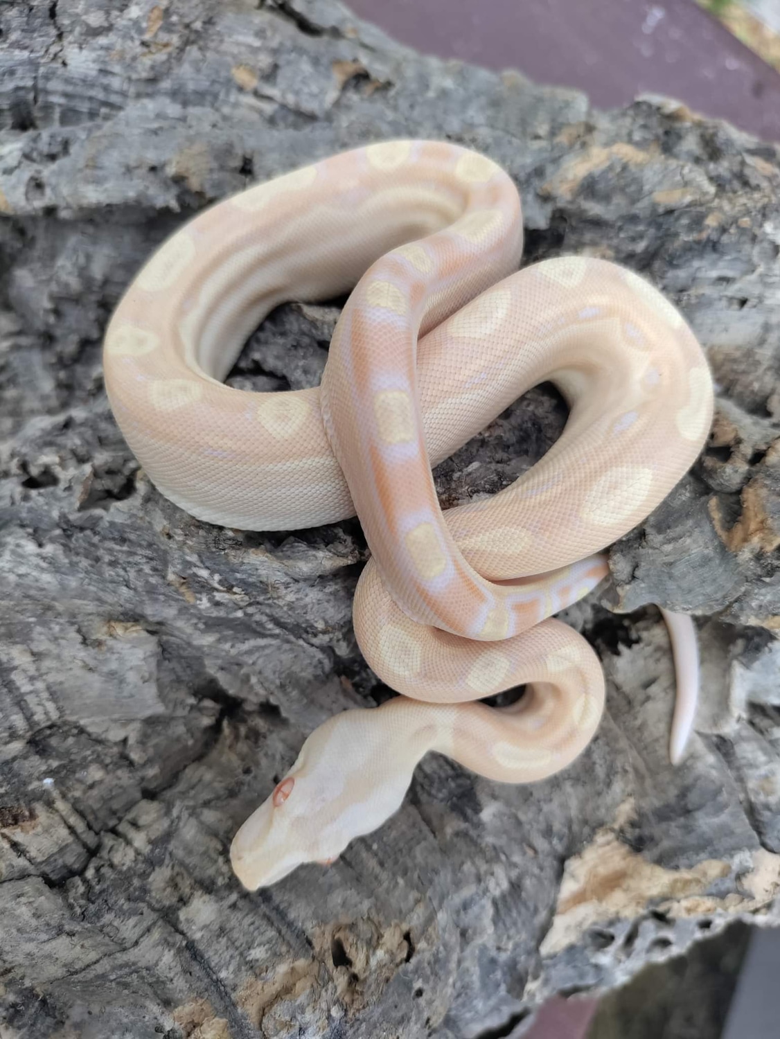 Sharp Albino Motley Boa Constrictor by CF Exotics LLC. - MorphMarket