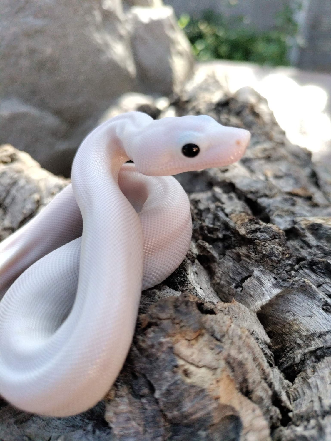 Super Fire T+ Central Albino Boa Constrictor by CF Exotics LLC ...