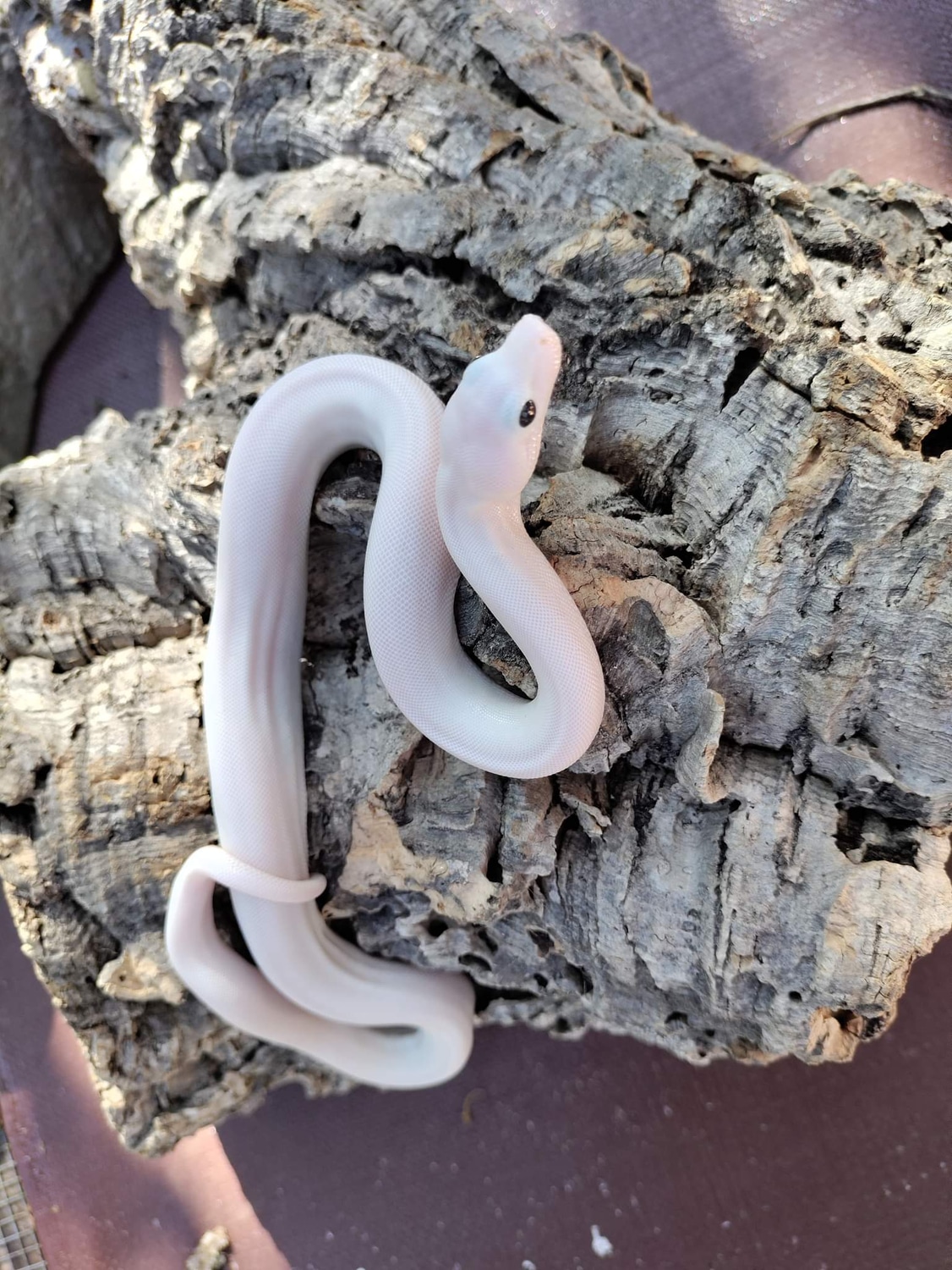Super Fire T+ Central Albino Boa Constrictor by CF Exotics LLC ...