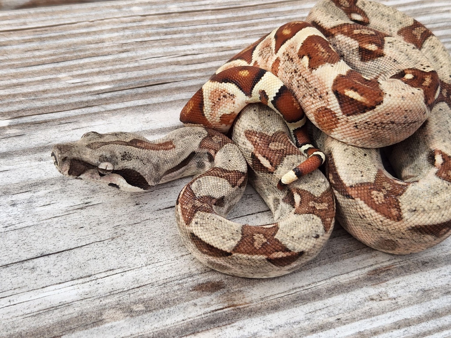 Hypo Het Sharp Albino From Purple Line Boa Constrictor by CF Exotics ...