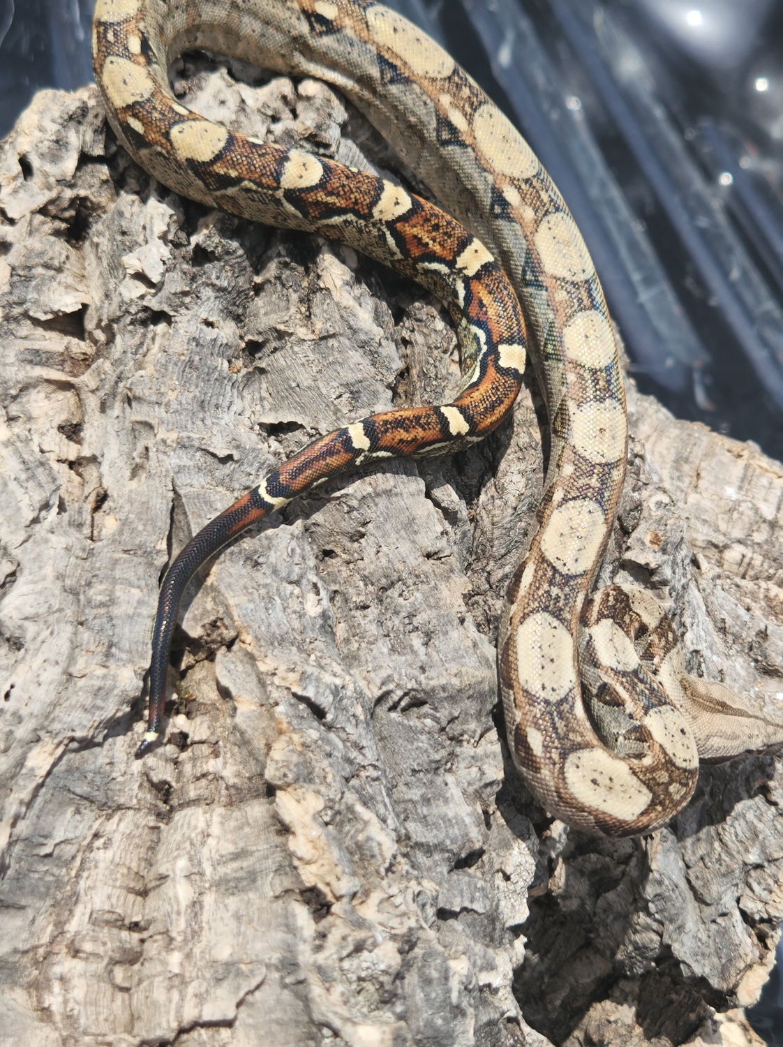 Het Albino Female Boa Constrictor by CF Exotics LLC. - MorphMarket