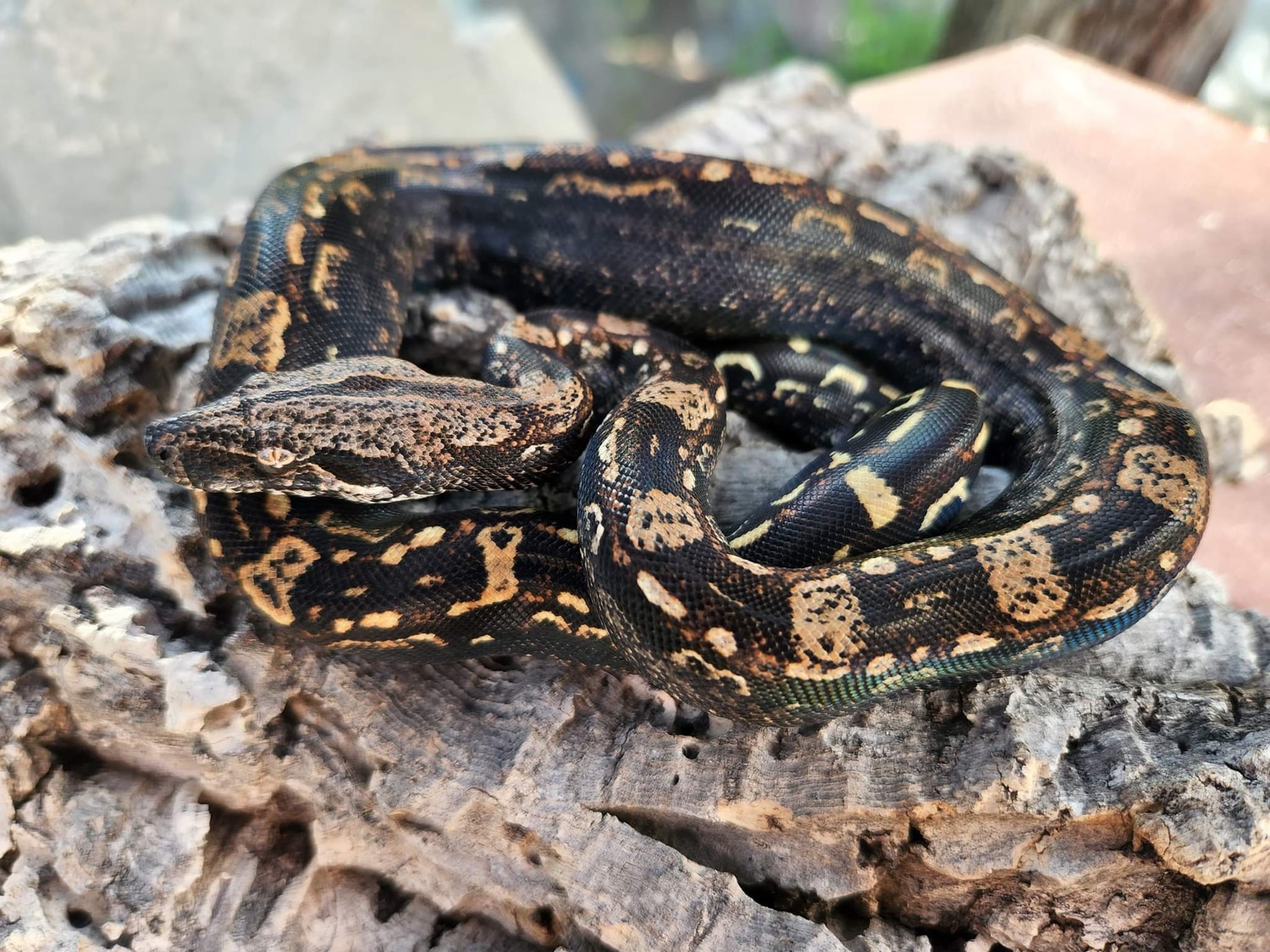 Aztec IMG Boa Constrictor by CF Exotics LLC. - MorphMarket