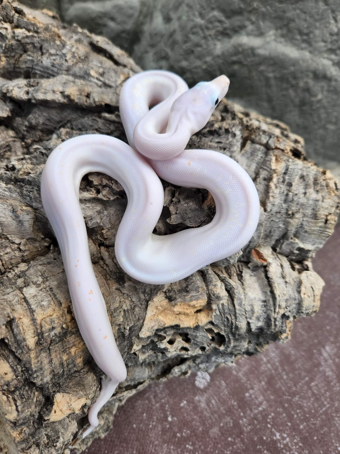 Central Albino Princess Diamond Boa Constrictor by CF Exotics LLC ...