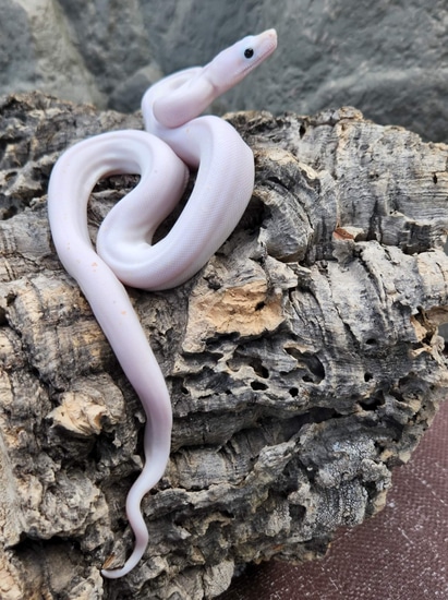 Central Albino Princess Diamond Boa Constrictor by CF Exotics LLC.