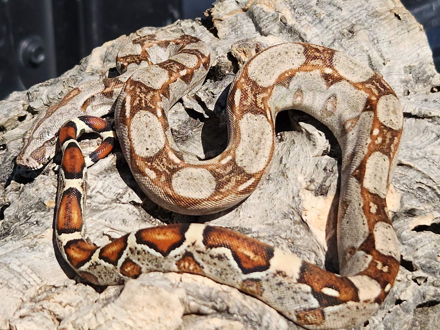 Het Sharp Albino Boa Constrictor by CF Exotics LLC. - MorphMarket
