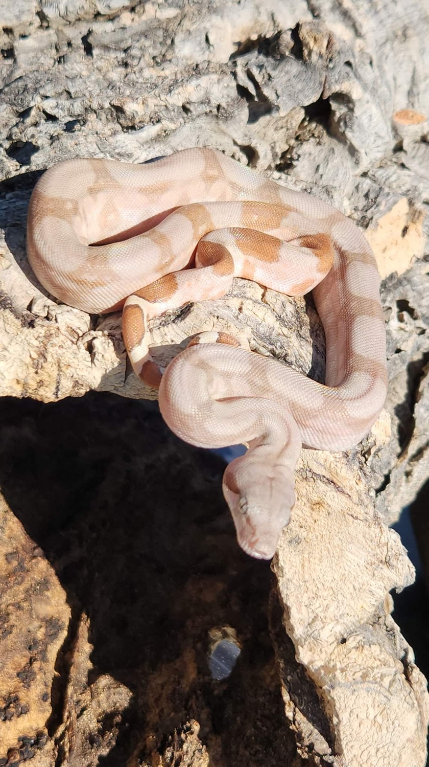 Central Albino T Positive Fire Boa Constrictor by CF Exotics LLC ...