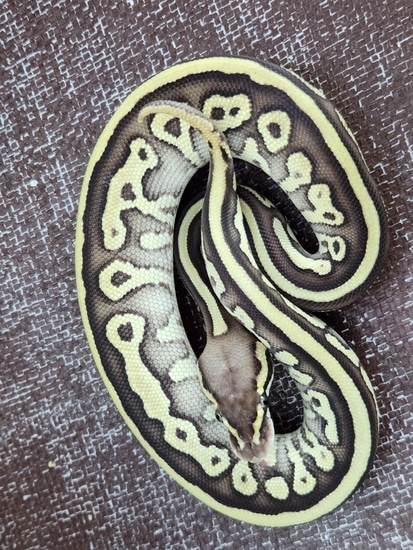 Pastel Butter Leopard Ball Python by CF Exotics LLC.