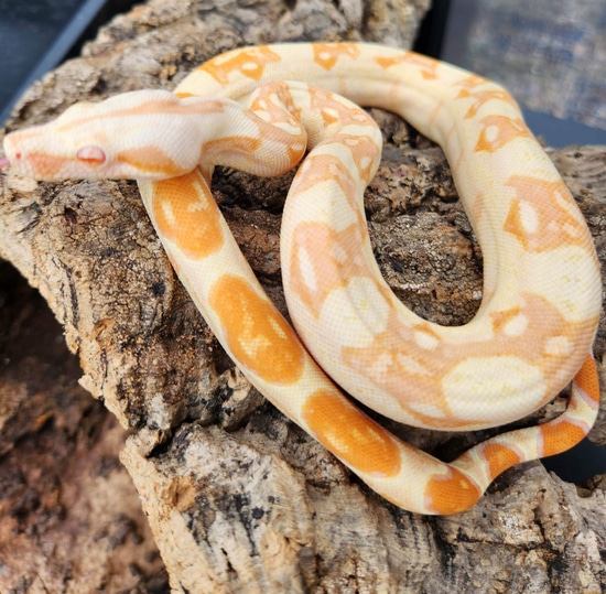 Sharp Albino Purple Line Boa Constrictor by CF Exotics LLC.