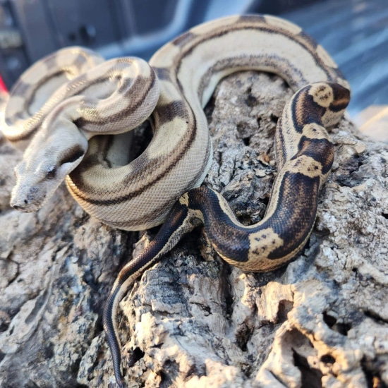Motley Het Sharp Albino Boa Constrictor by CF Exotics LLC.