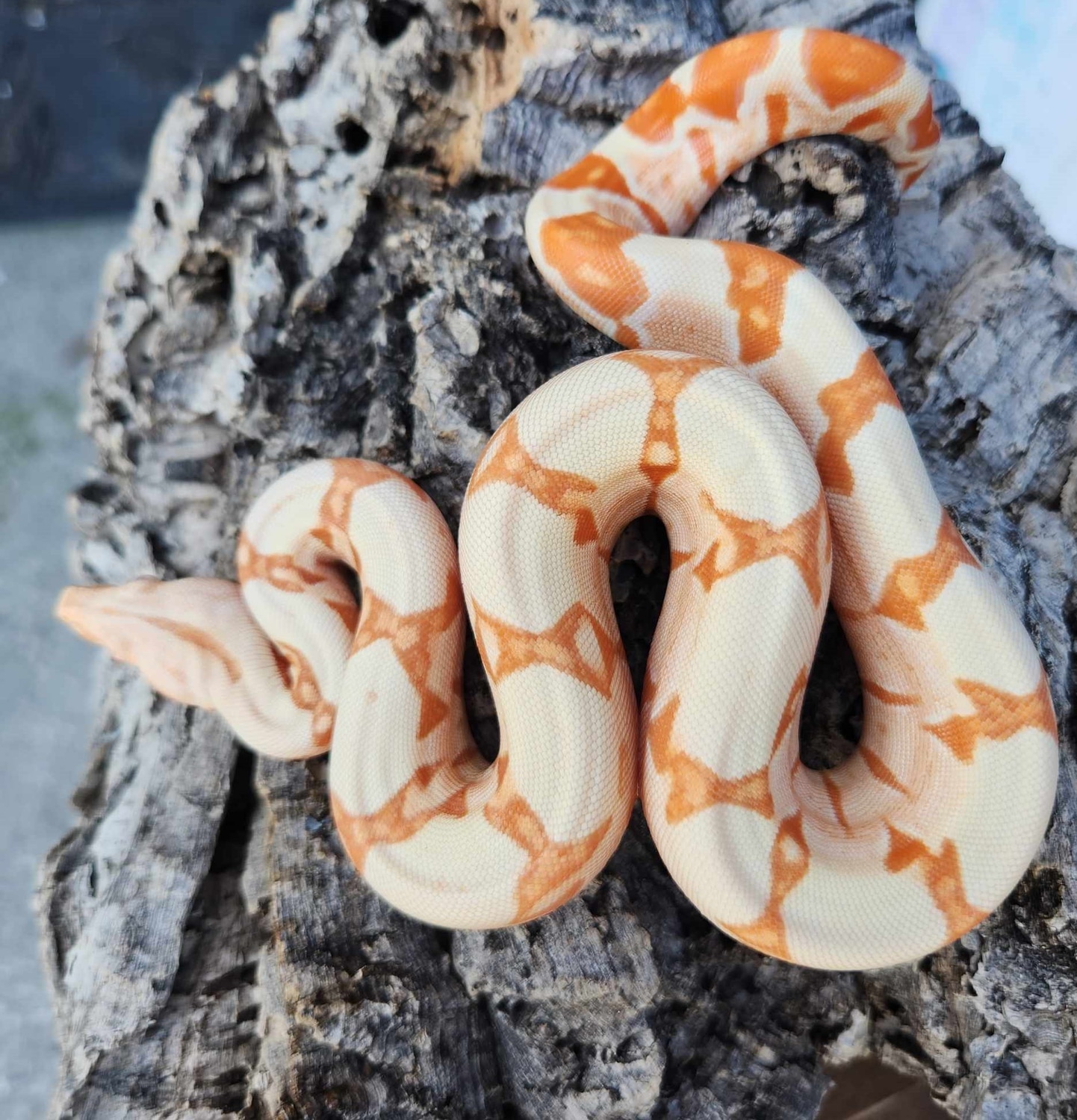 Pastel Sunglow Female Boa Constrictor by CF Exotics LLC. - MorphMarket