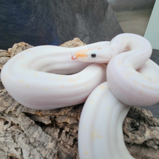 T+ Princess Diamond Possible Motley Sub-adult Boa Constrictor by CF ...