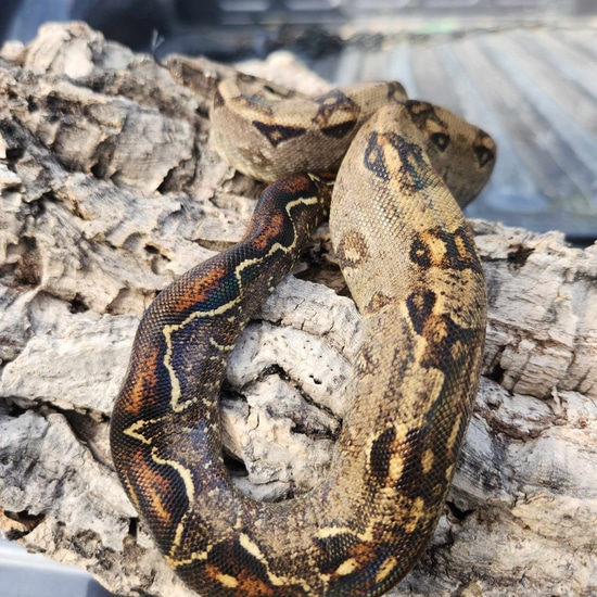 Het Leopard Nice Striping Boa Constrictor by CF Exotics LLC.