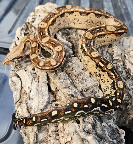 Aztec Het Sharp Boa Constrictor by CF Exotics LLC.