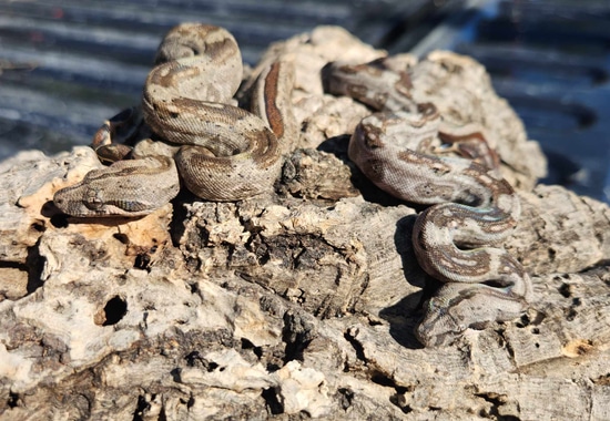 Crawl Cay Pair Boa Constrictor by CF Exotics LLC.