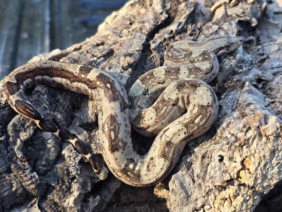 Crawl Cay Pair Boa Constrictor by CF Exotics LLC.