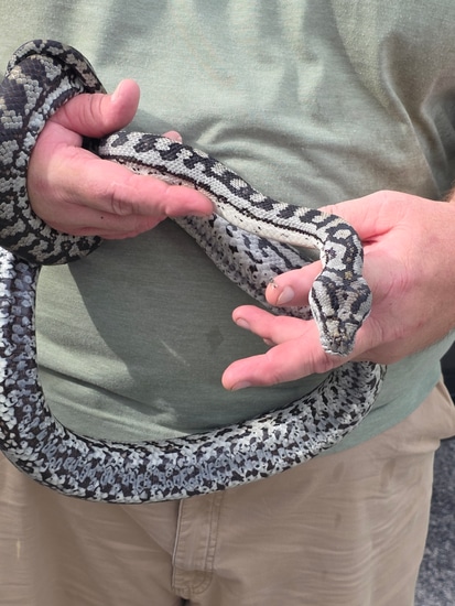 AAR Line Inland Inland Carpet Python by CF Exotics LLC.