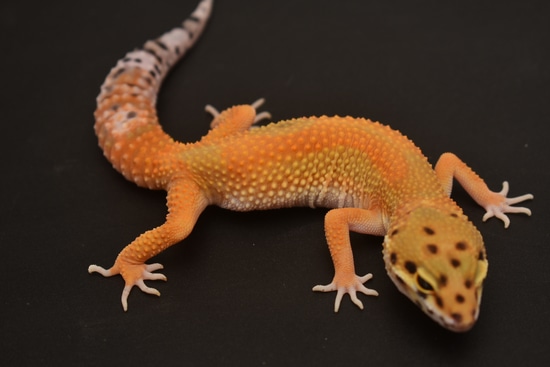 Copper X Greenline Tangerine Het Tremper Leopard Gecko by CF Geckos