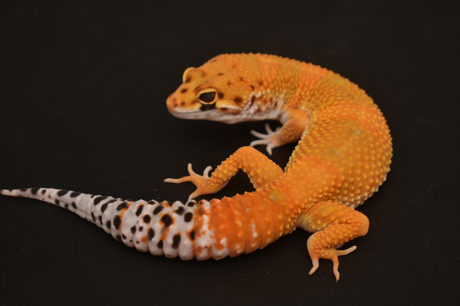 Tangerine Het Tremper, PH Eclipse Leopard Gecko by CF Geckos - MorphMarket