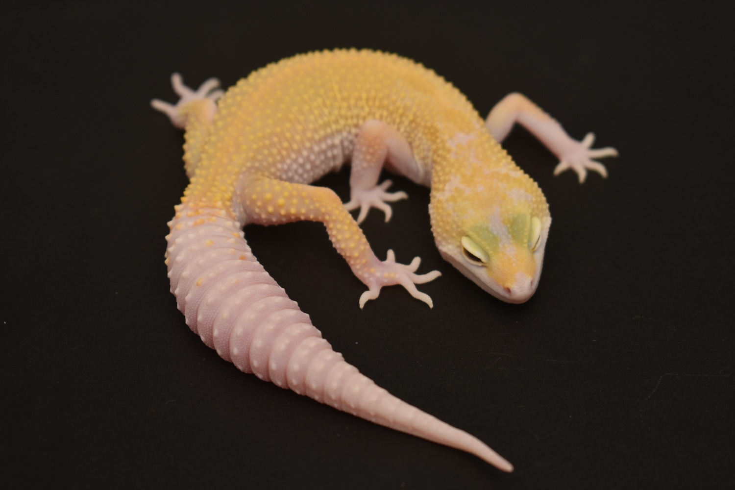 Snowflake Leopard Gecko by CF Geckos - MorphMarket