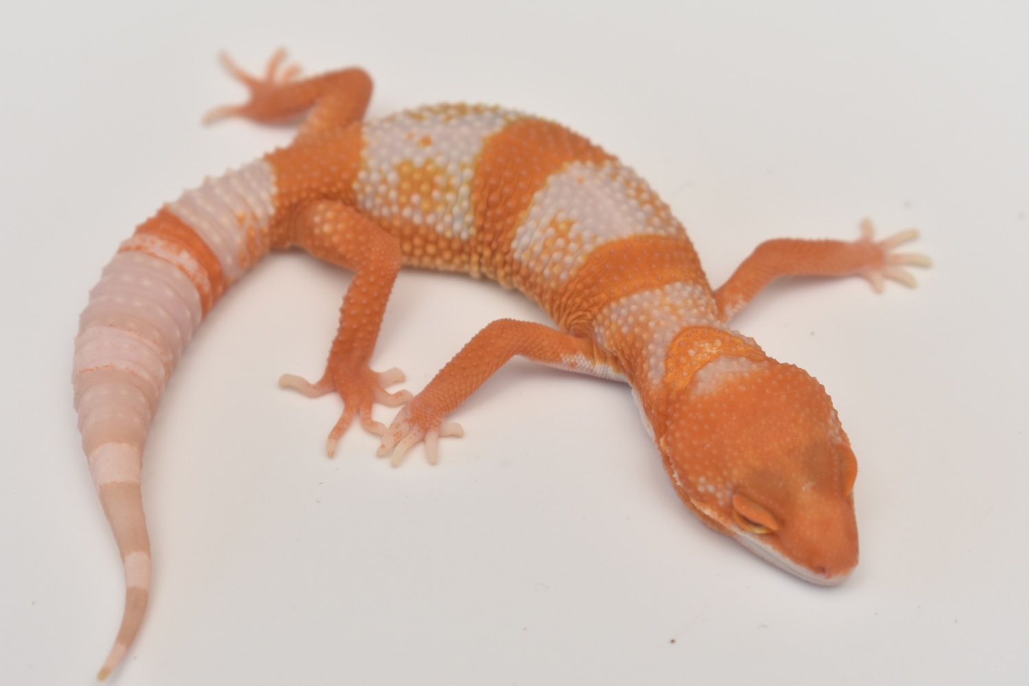 Copper Tangerine Tremper Ph Eclipse Leopard Gecko by CF Geckos ...