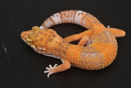 Tangerine Tremper Leopard Gecko by CF Geckos