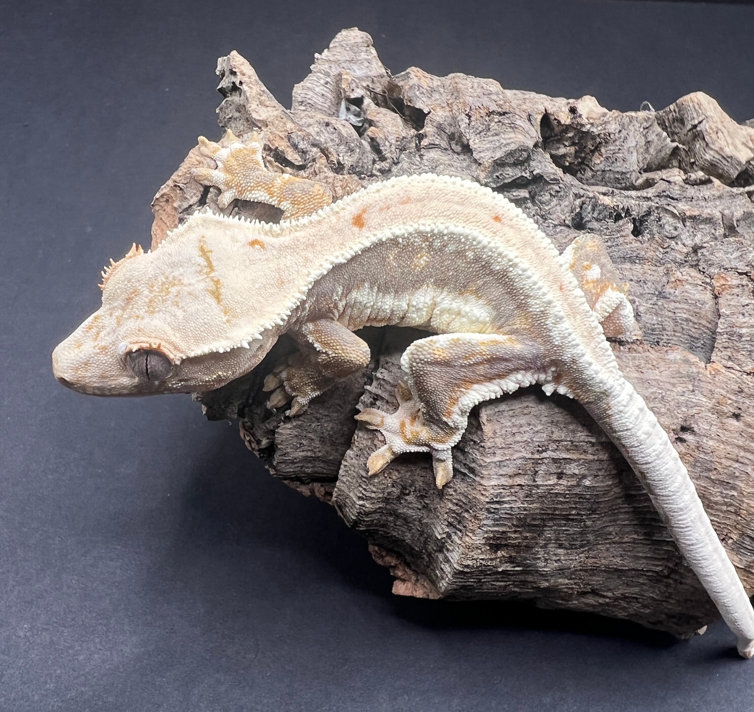 Lily White Crested Gecko by Golden Cresties - MorphMarket