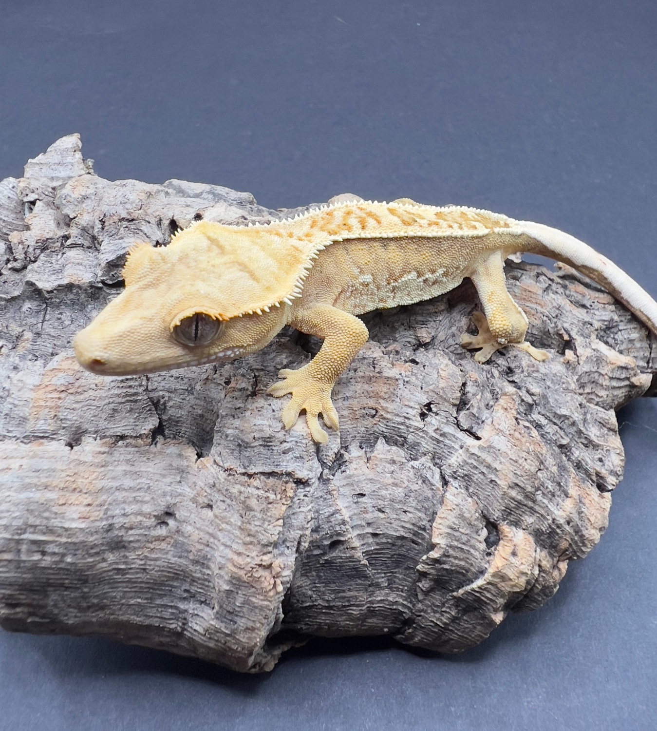 C2 Yellow Pinstripe Crested Gecko by Golden Cresties - MorphMarket
