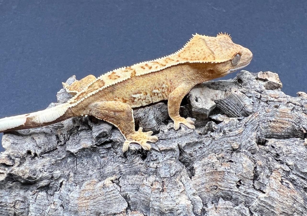 C2 Yellow Crested Gecko by Golden Cresties - MorphMarket
