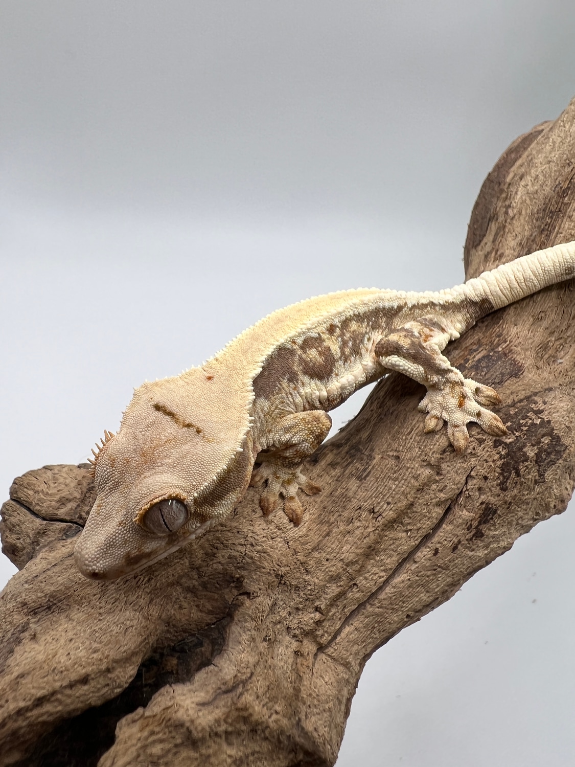 Solid Dorsal Lilly White Crested Gecko by Golden Cresties - MorphMarket