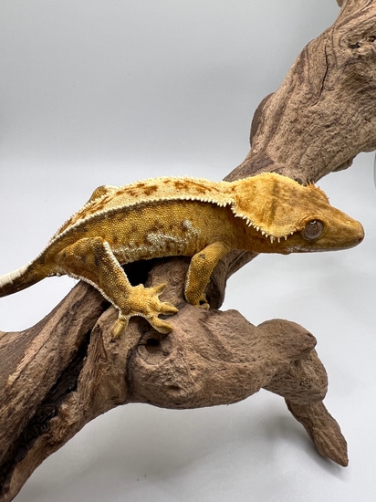 Yellow/orange Full Reverse Pinstripe Crested Gecko by Golden Cresties