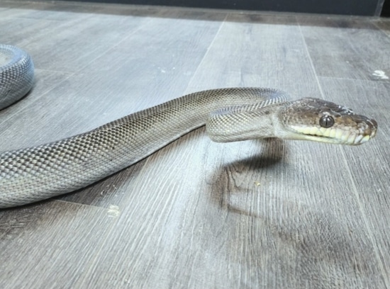 SILVER Patternless Moluccan LTC/Friendly Scrub Python by The ...