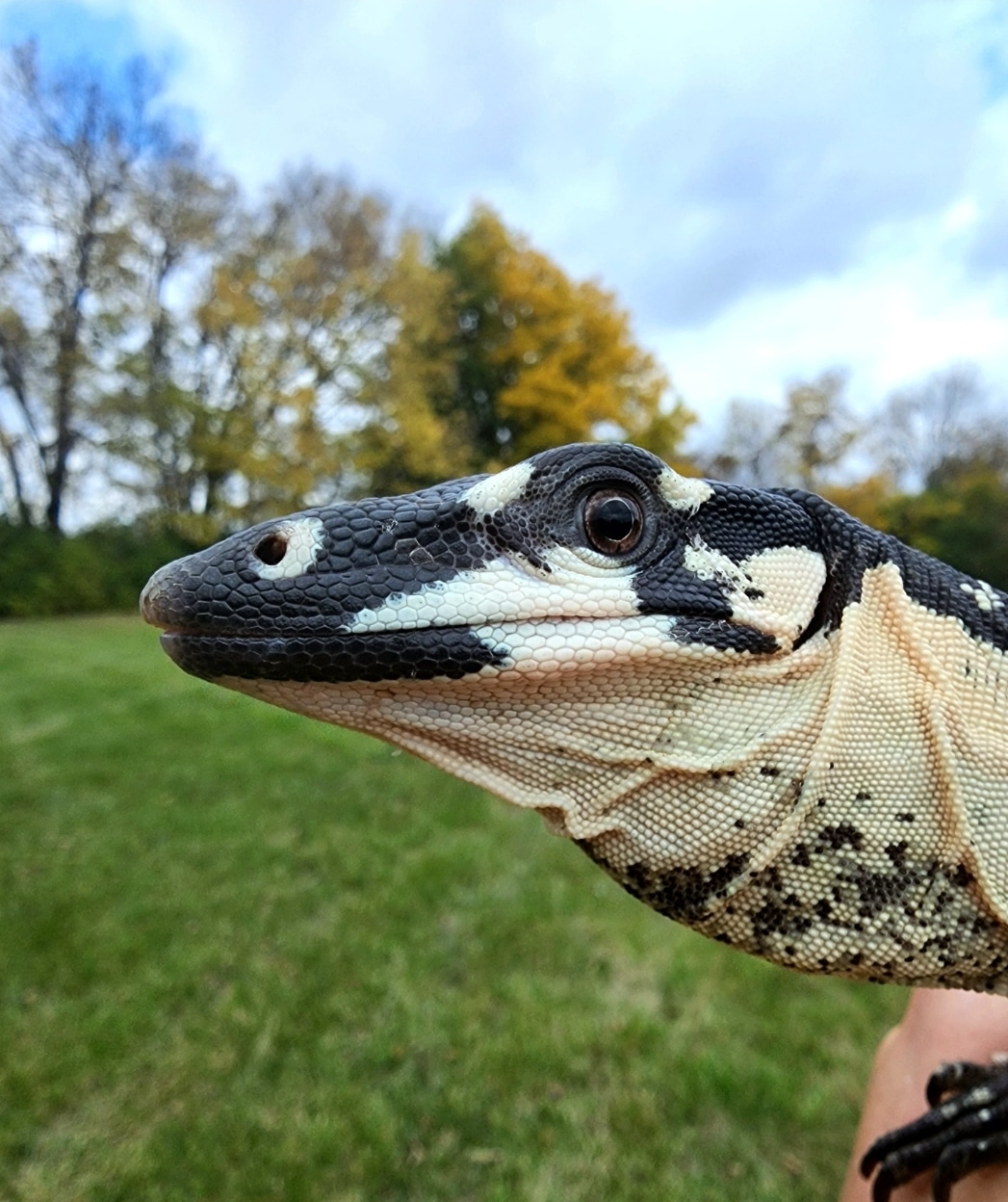 Bells Phase Lace Monitor Other Monitor by The Amethistina Project ...