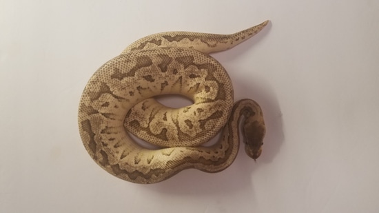 Dragonfly Ball Python by Franks Exotics