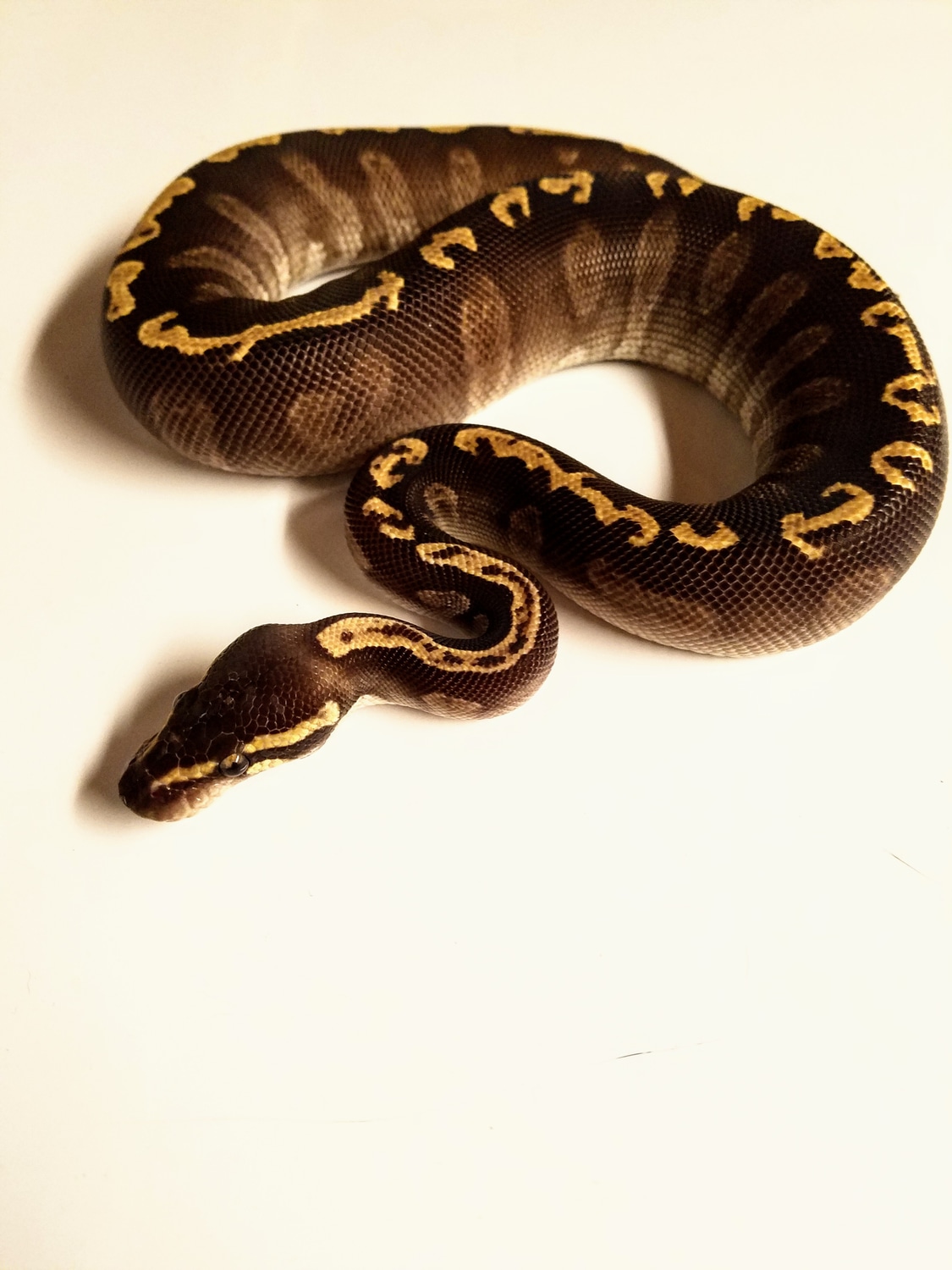 GHI Mojave Ball Python by Franks Exotics - MorphMarket